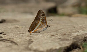 Machu Picchu Animals - 8 Amazing animals that you can see at MAPI