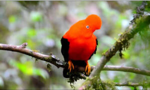 Machu Picchu Animals - 8 Amazing animals that you can see at MAPI