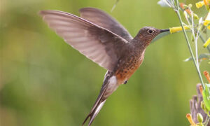 Machu Picchu Animals - 8 Amazing animals that you can see at MAPI