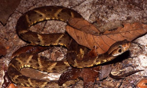 Machu Picchu Animals - 8 Amazing animals that you can see at MAPI