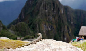 Machu Picchu Animals - 8 Amazing animals that you can see at MAPI