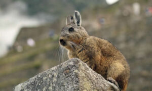 Machu Picchu Animals - 8 Amazing animals that you can see at MAPI